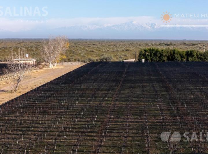 Finca con Viñedos en Santa Rosa, Mendoza - Zonaprop