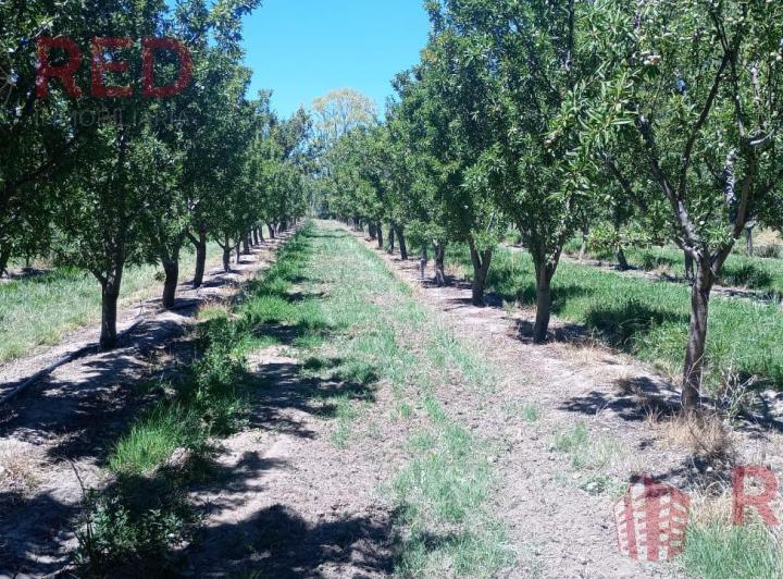 Vende Chacra con Produccion Activa en Cinco Saltos, Río Negro - Zonaprop